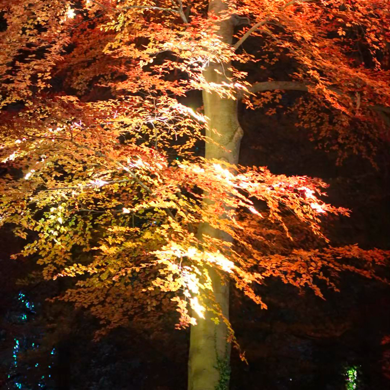 ALL THE TREES – Studio Lemercier (Juliette Bibasse et Joanie Lemercier ...